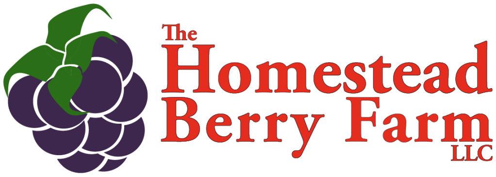 Pick-Your-Own Blackberries, Homemade Blackberry Jelly, and Farm Fresh Eggs
